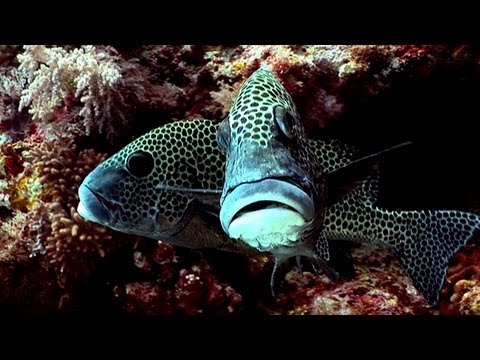 Voyage of Darwin’s Beagle – Episode 3: The Last Frontier (2009 ...