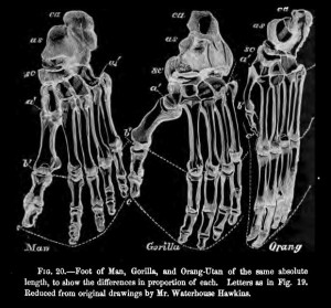 Ape-hand-i | Natural History Nature Documentary