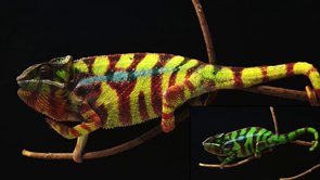 How Chameleons Change Color? (2015) | Natural History Nature Documentary