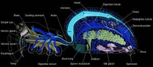 Spider_internal_anatomy-en | Natural History Nature Documentary