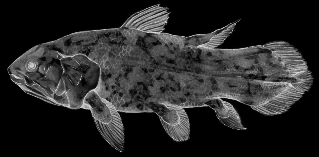 coelecanth-i | Natural History Nature Documentary