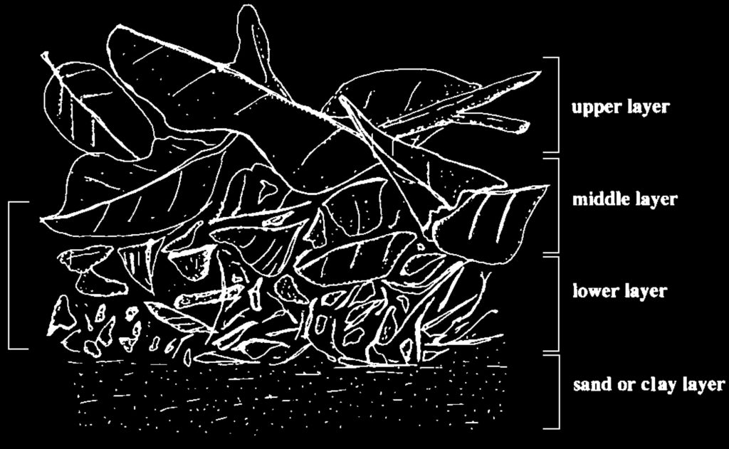 Termite-feeding-i | Natural History Nature Documentary