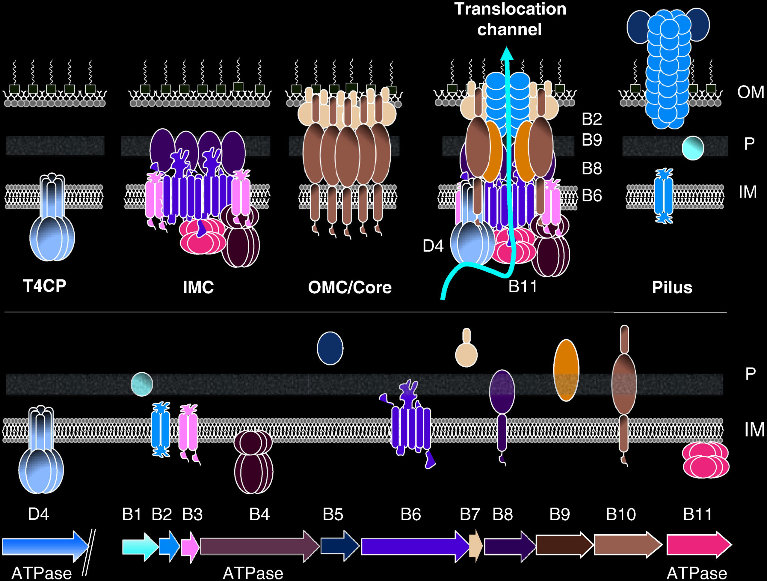 Bacterial Type 4 Secretion System Gabriel Waksman 2018 Natural Bacterial Type 4 Secretion System Gabriel Waksman 2018 Natural