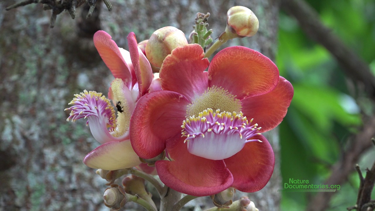 Cannonball Tree – Couroupita guianensis (Lecythidaceae) – Singapore ...