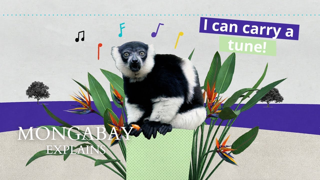 What Singing Lemurs Can Tell Us About the Origin of Music – Mongabay ...